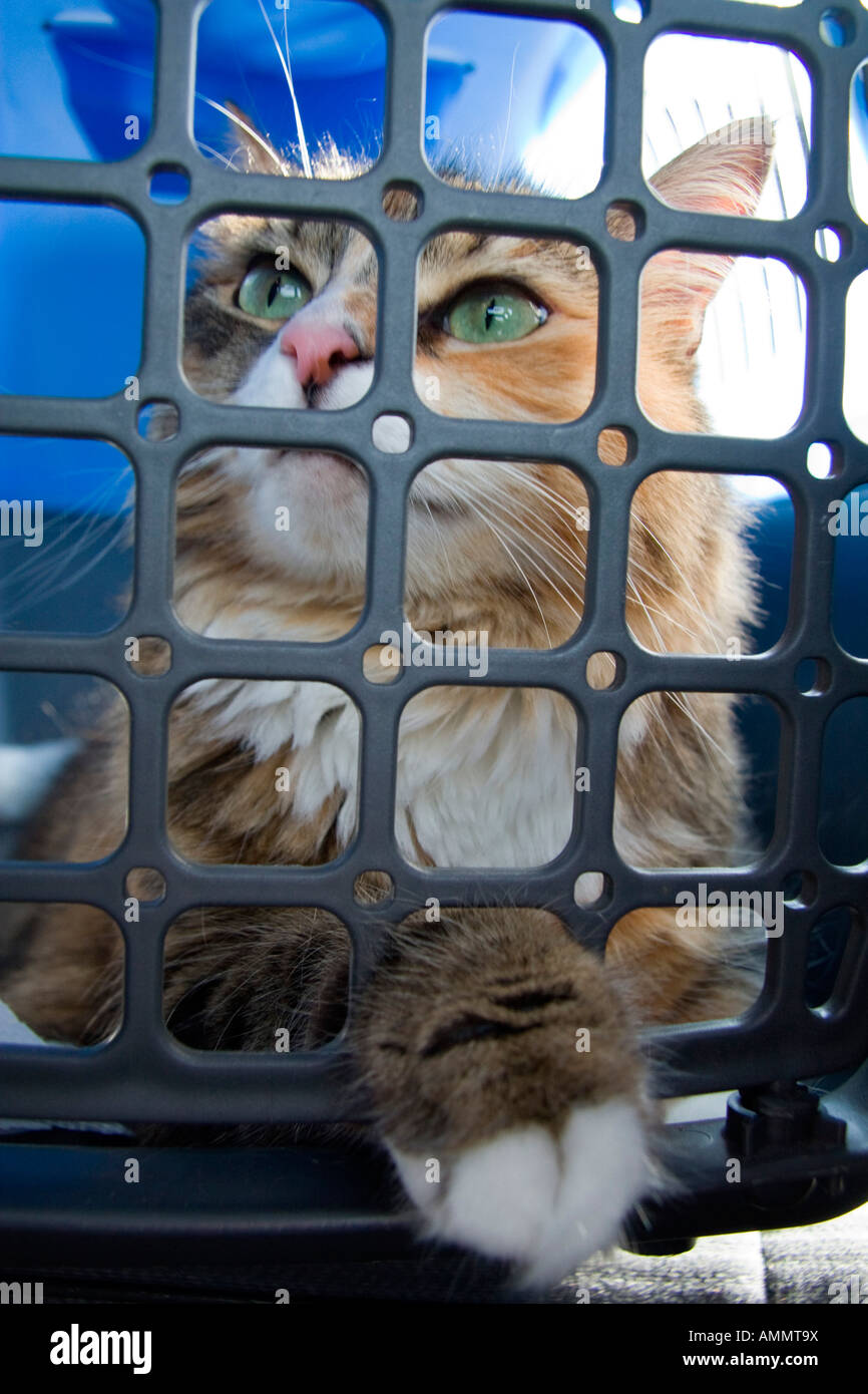 Tabby cat in her cat basket, looking out with front paw through door ...