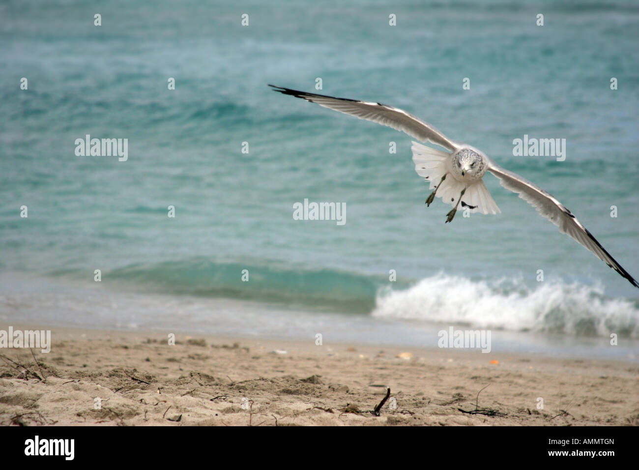 Seagull flying at the beach Stock Photo - Alamy