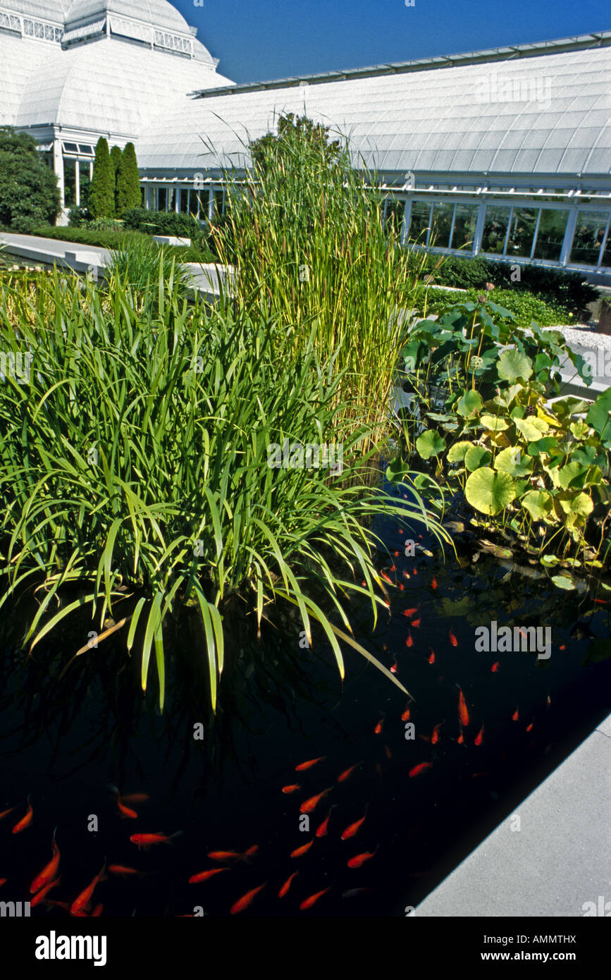 Water Lilies Pond Goldfish New York Botanical Garden Bronx Stock Photo ...