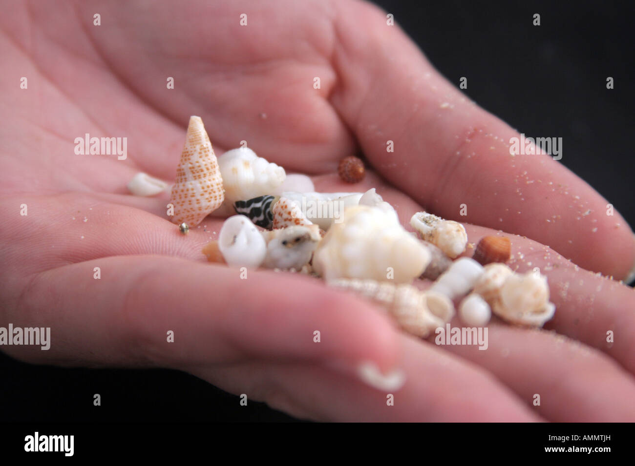 womans hands with shells Stock Photo - Alamy