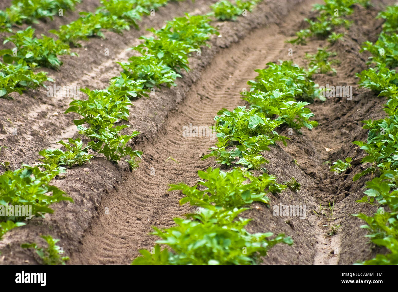Potatoe production hi-res stock photography and images - Alamy
