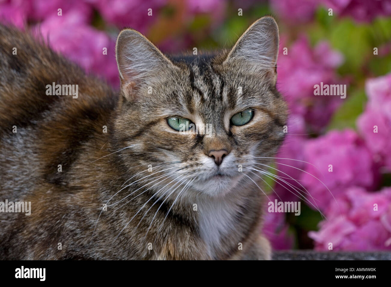 Mammilia hi-res stock photography and images - Alamy