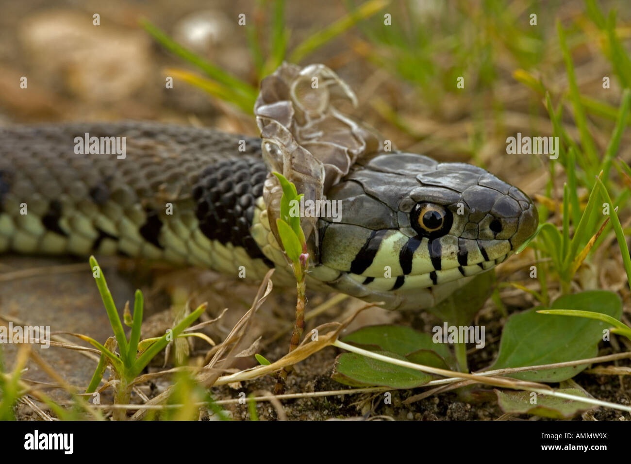 Grass Snake Natrix natrix Shedding Skin UK Molting Stock Photo - Alamy