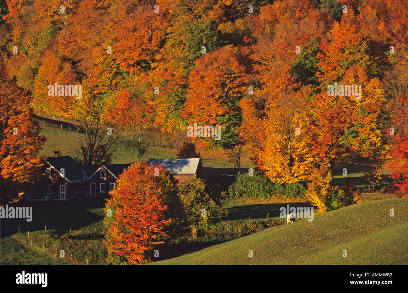 Jenny farm hi-res stock photography and images - Alamy