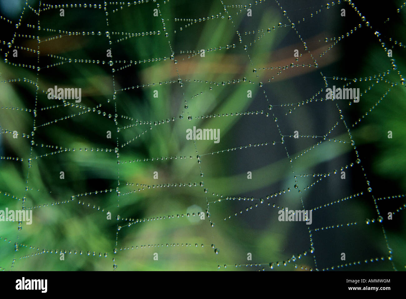 Spiderweb on pine needles Stock Photo - Alamy