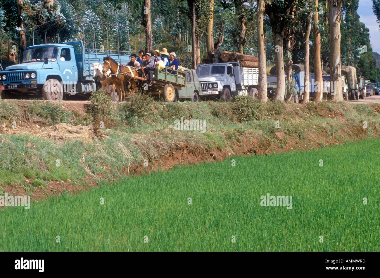 Horse drawn carts overtaking trucks in traffic jam in Dali Yunnan ...