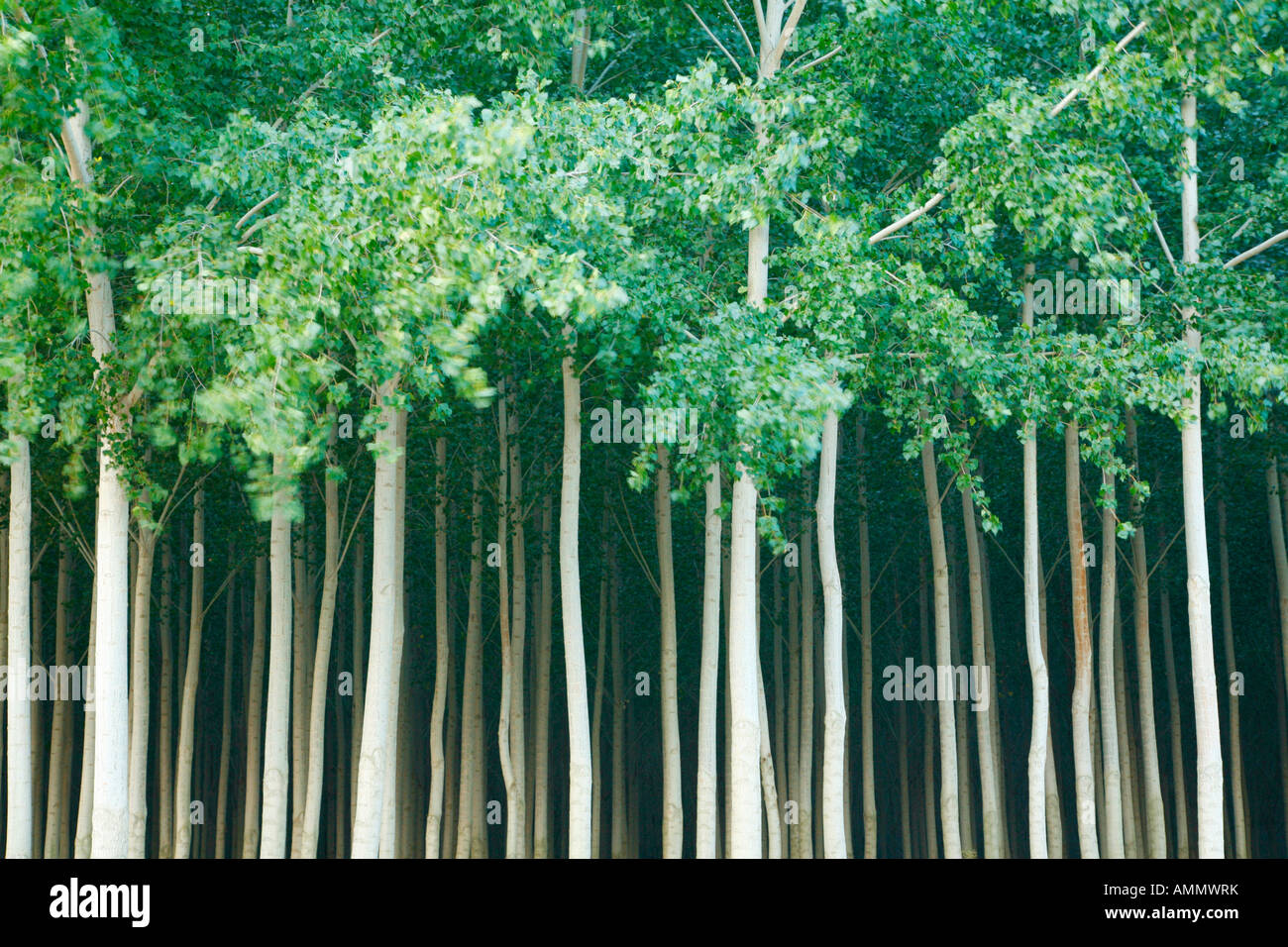 Poplar trees in summer, Oregon Stock Photo - Alamy