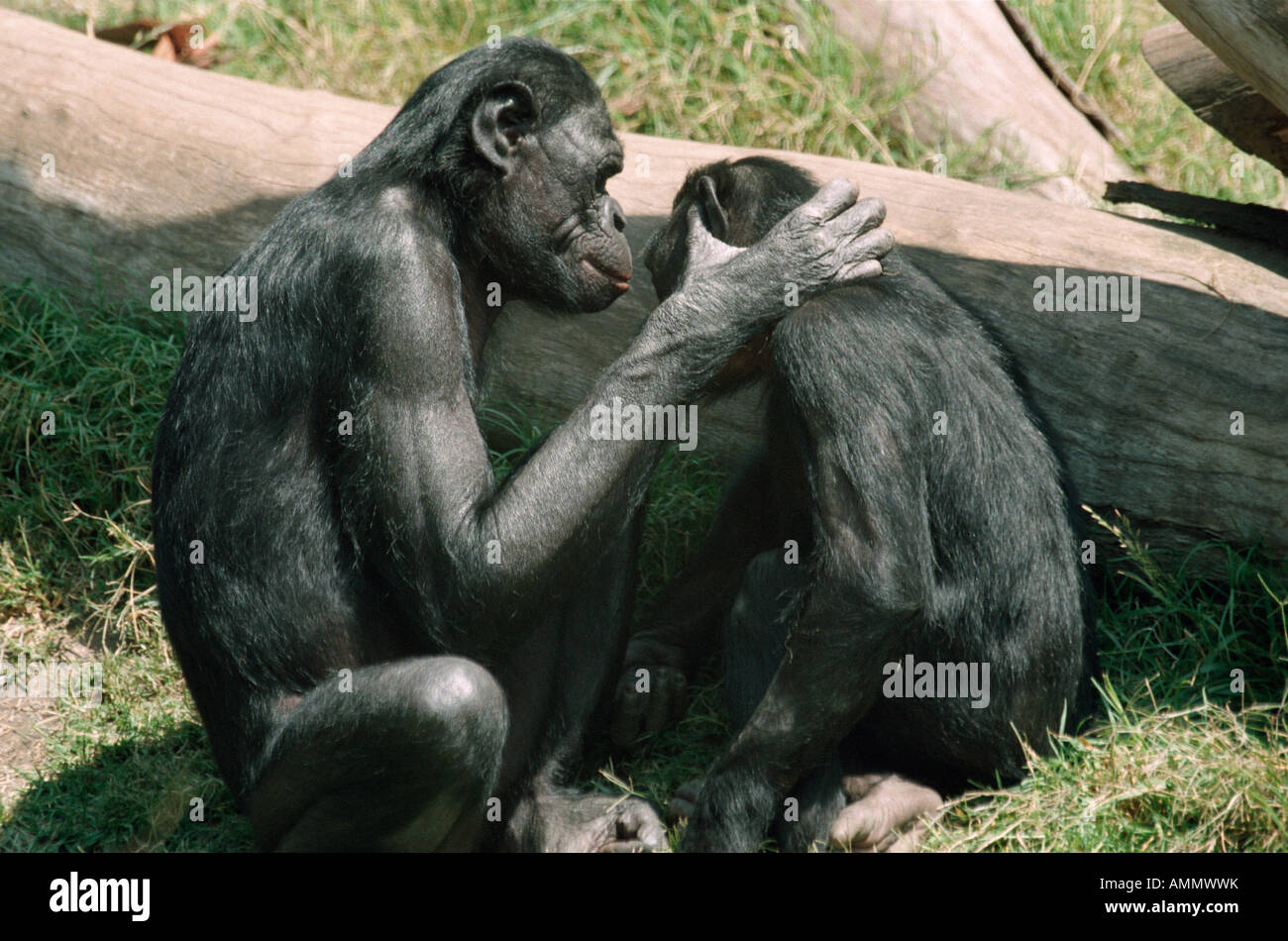 PAN PANISCUS ENDANGERED TROPICAL RF ZAIRE CONGO Pygmy Chimpanzee Zaire ...