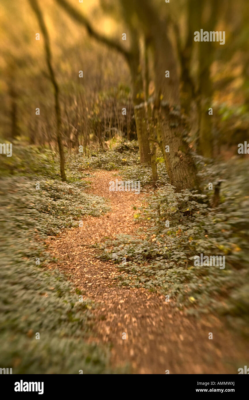 Forest Path, Autumn UK Stock Photo - Alamy