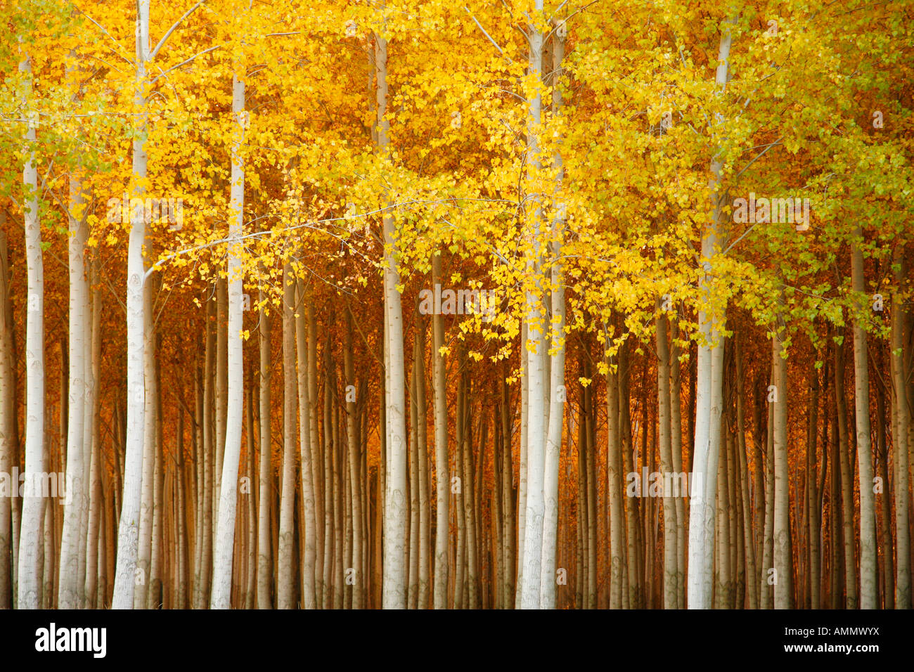 Poplar trees in autumn, Oregon Stock Photo - Alamy