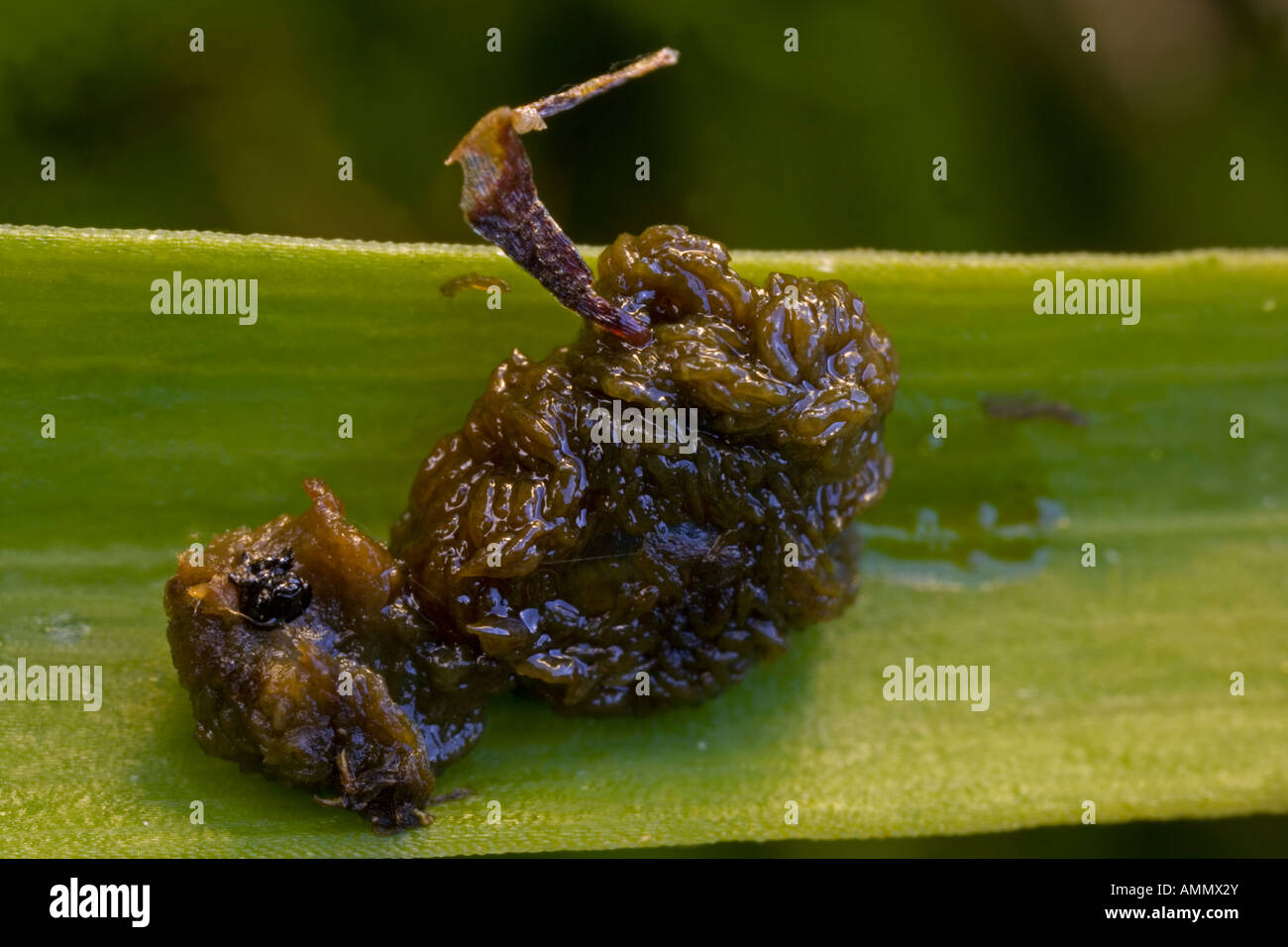 Scarlet Lily Beetle Larvae Lilioceris lilii England UK Covered in its ...