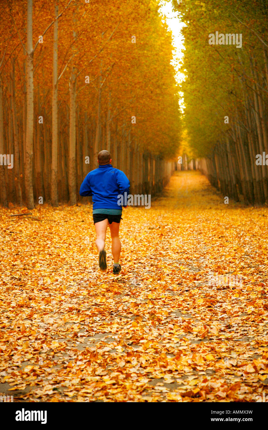 Runner in Poplar tree grove in autumn, Oregon Stock Photo - Alamy