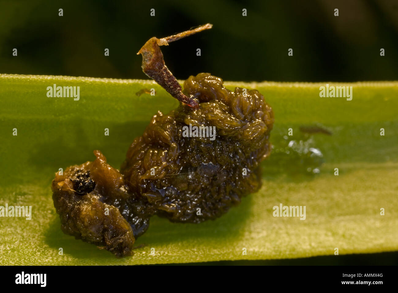Scarlet Lily Beetle Larvae Lilioceris lilii England UK Covered in its ...