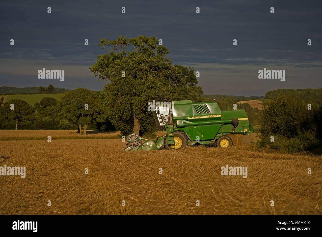 Harvesting Wheat in August Herefordshire England UK Stock Photo - Alamy