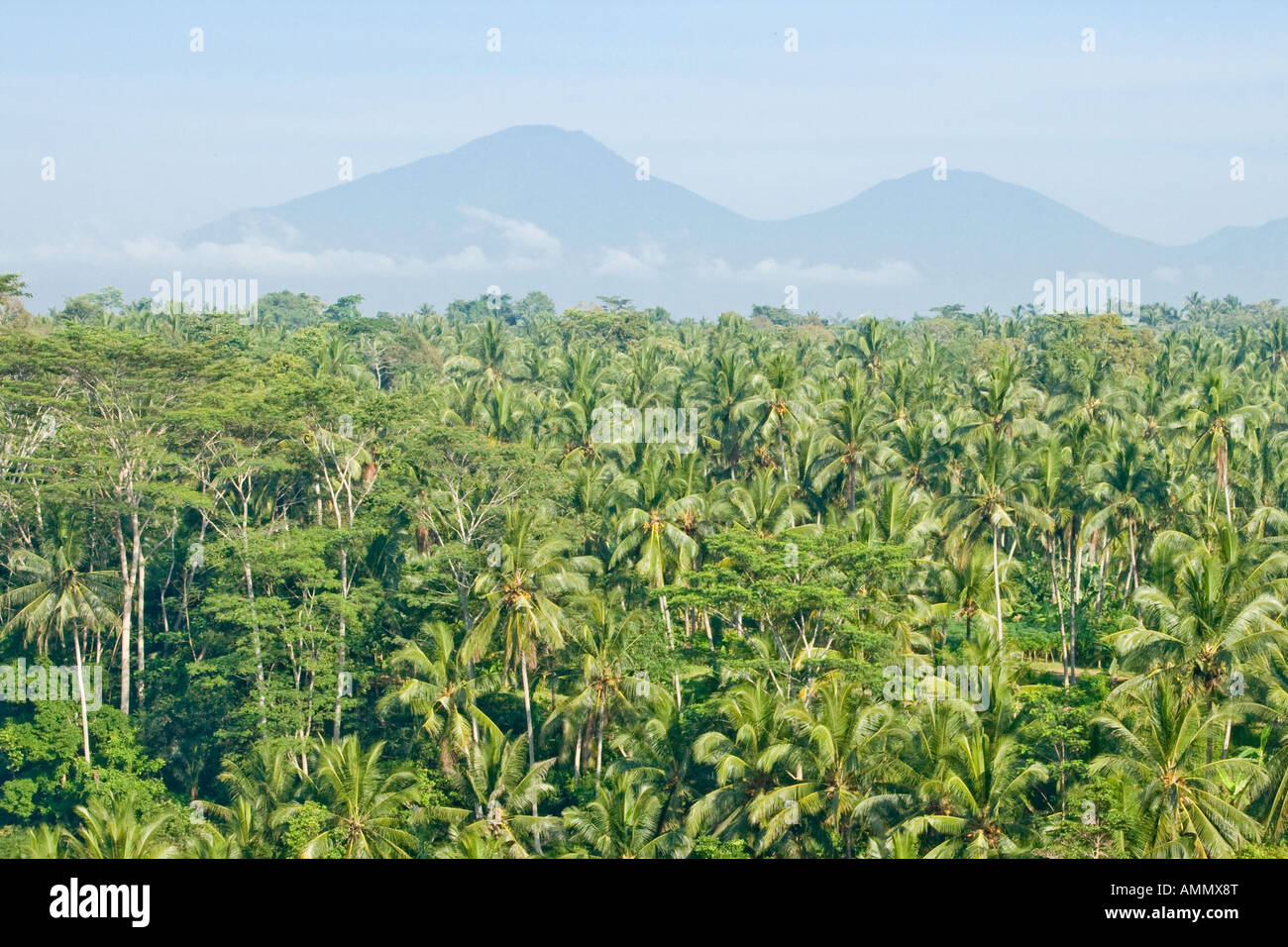 Dense Jungle with Mountain Volcano Behind Ubud Bali Indonesia Stock ...