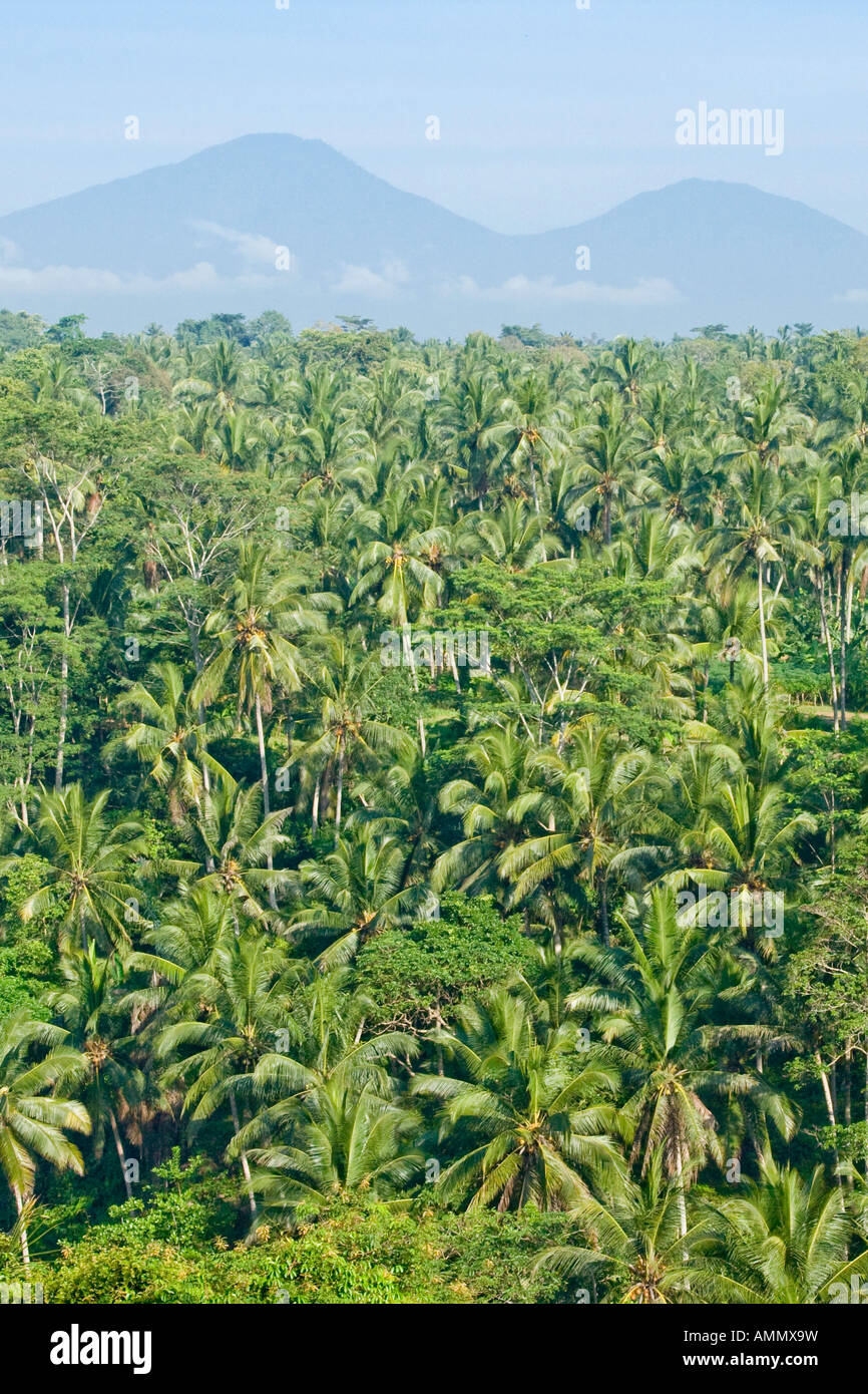 Dense Jungle with Mountain Volcano Behind Ubud Bali Indonesia Stock ...