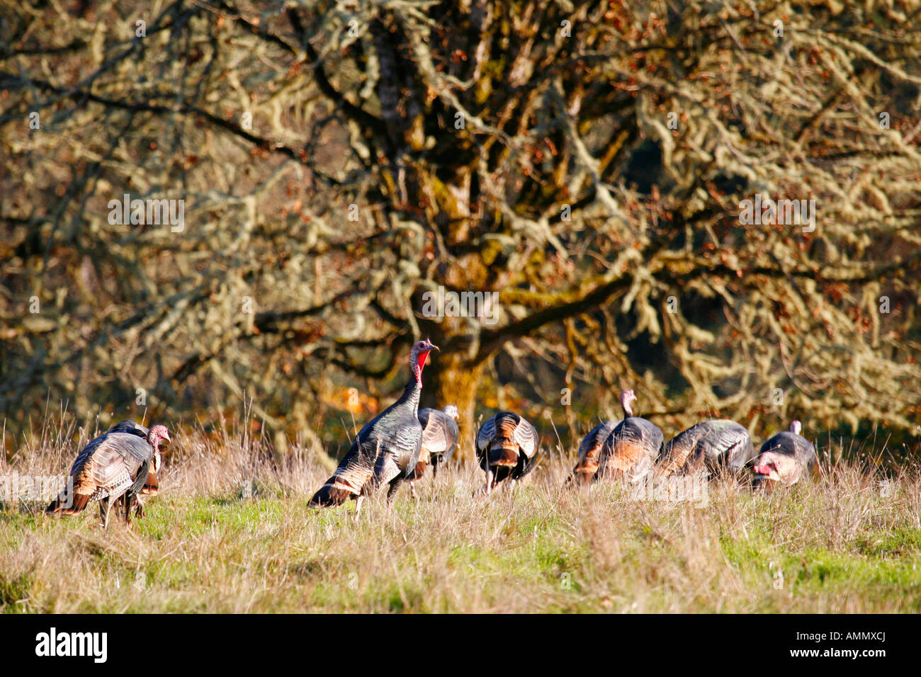 Wild Turkeys Meleagris gallopavo in Umpqua River National Forest in ...
