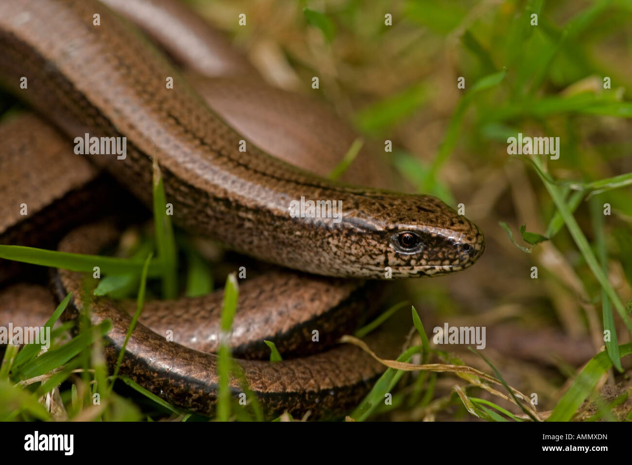 Anguis fragilis anguidae hi-res stock photography and images - Alamy