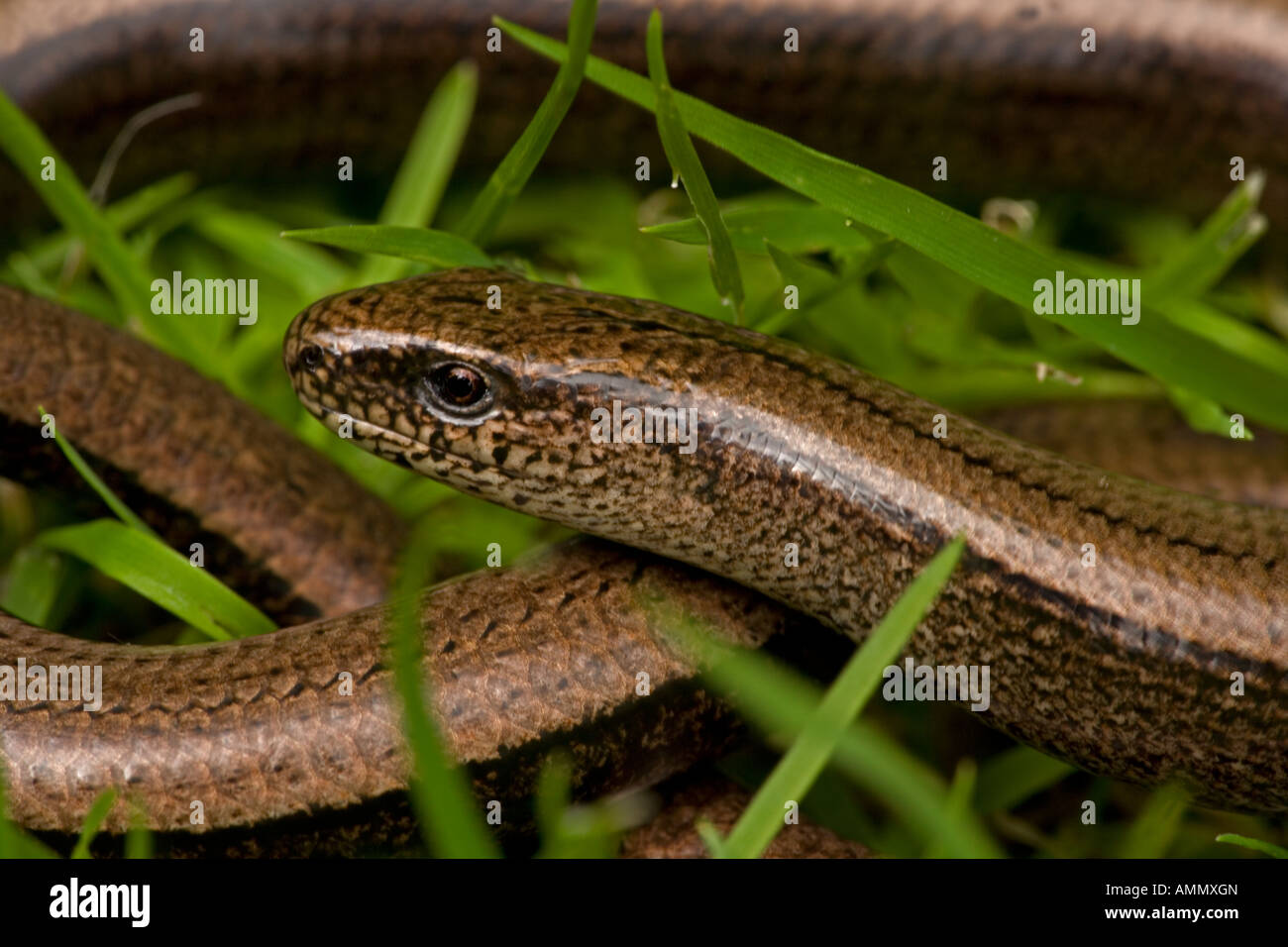 Slow Worm in grass Anguis fragilis England UK Legless lizard Stock ...