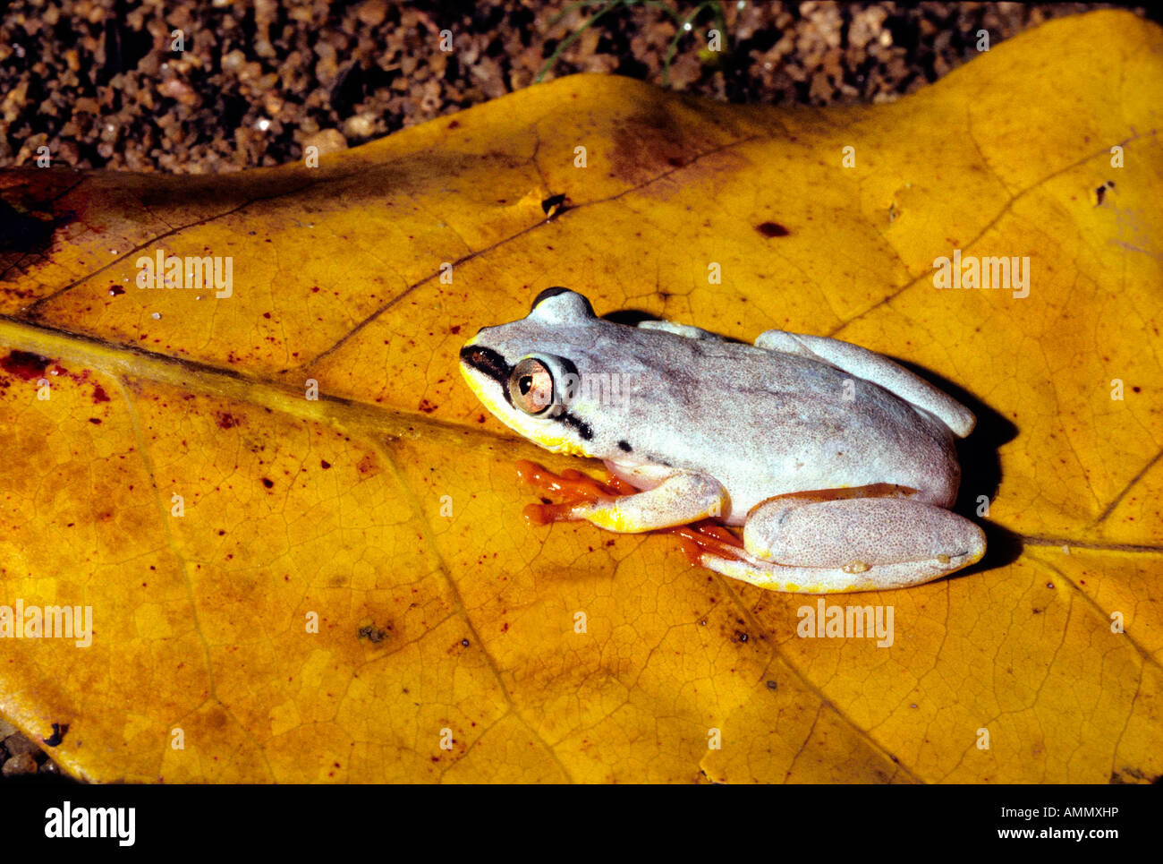 Mediterranean Tree Frog Stripeless Tree Frog Hyla meridionalis Amphibia ...