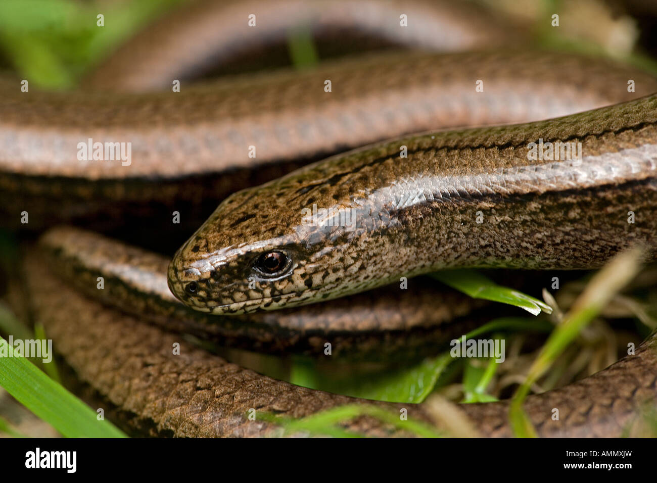 Slow Worm Anguis fragilis England UK Legless lizard Stock Photo - Alamy