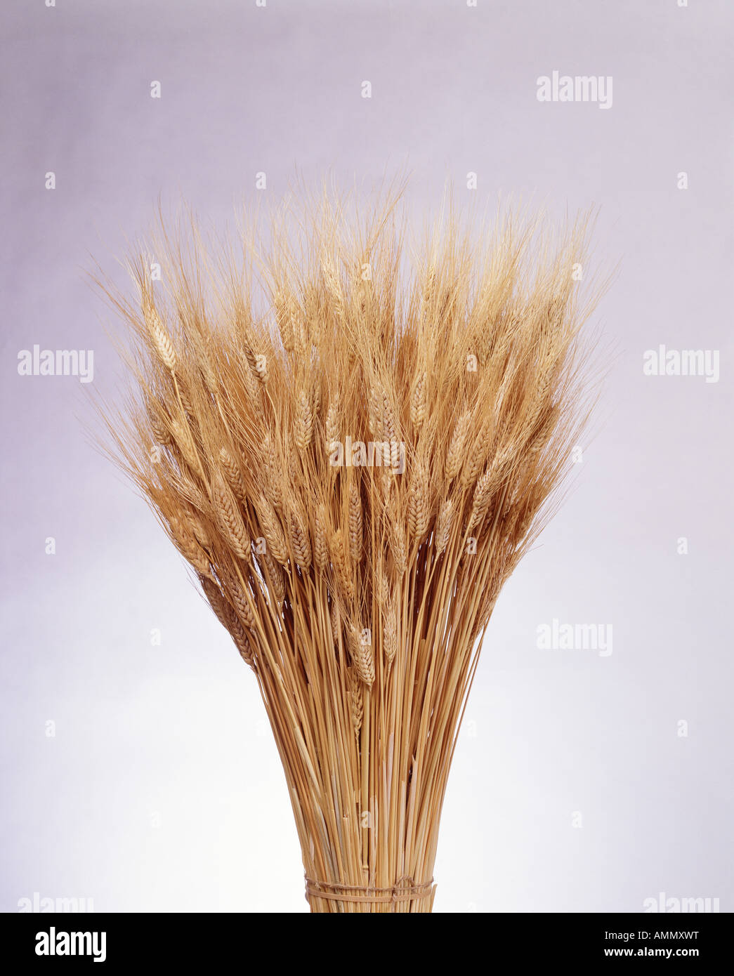 close up detail sheaf wheat grain copy space Stock Photo - Alamy