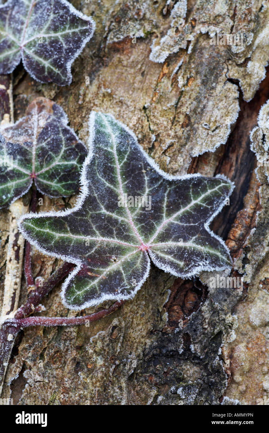 English ivy tree hi-res stock photography and images - Alamy