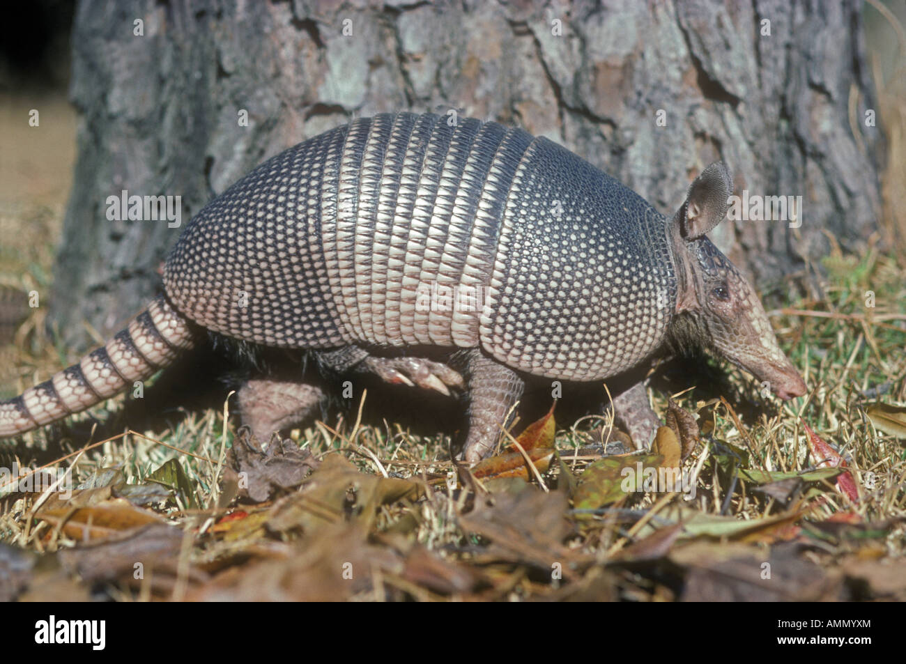 Nine Banded Armadillo Dasypus novemcinctus Louisiana USA Stock Photo ...