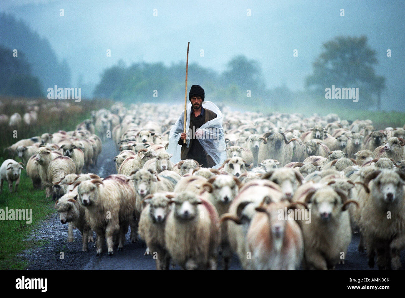 Shepherd leading his sheep in the rain, Bradet, Romania Stock Photo - Alamy