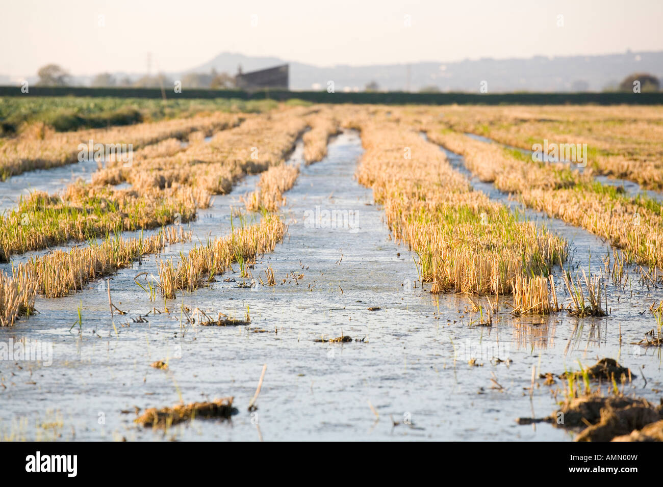 rice fields after harvesting Stock Photo - Alamy