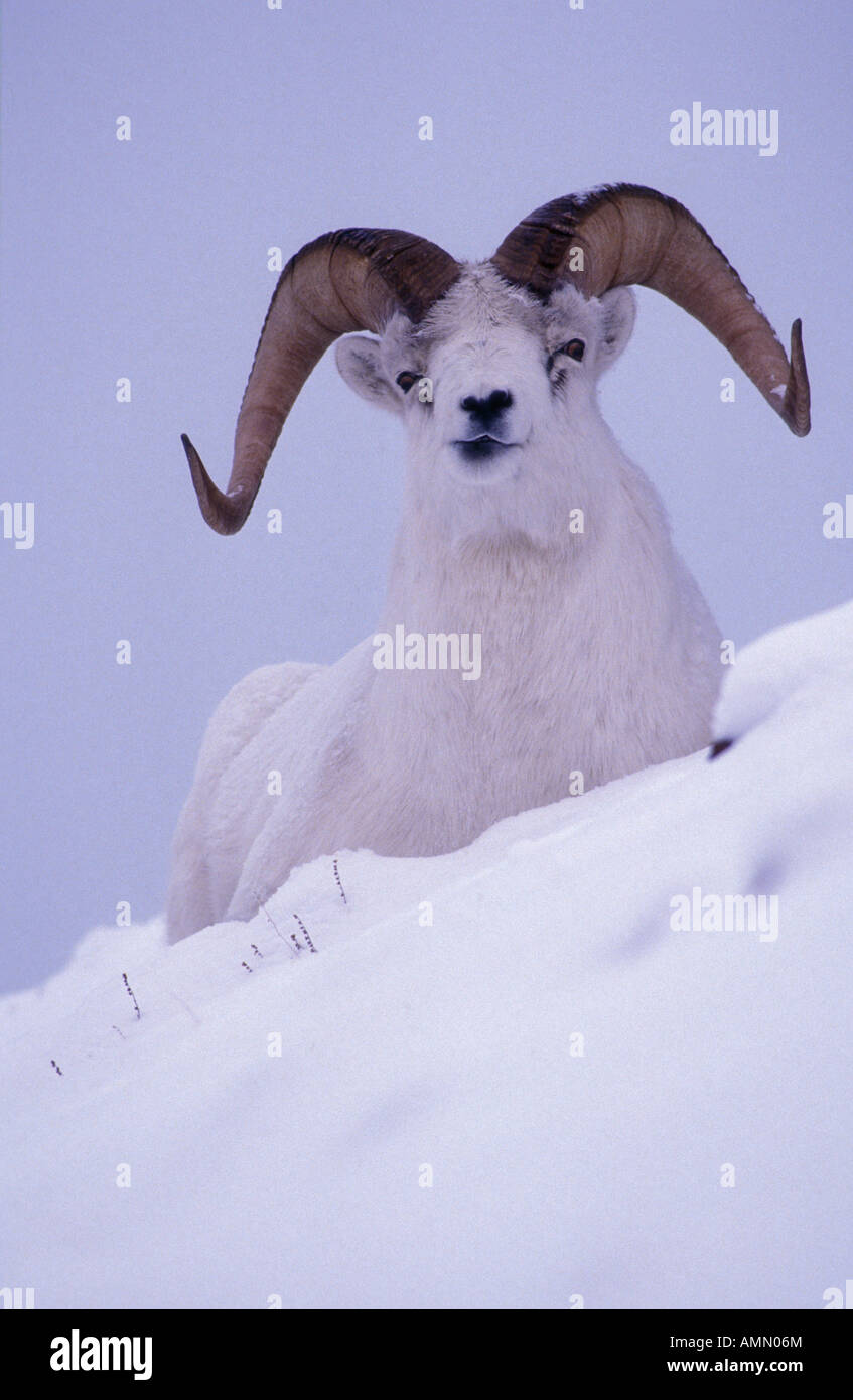 Dall Sheep (White Sheep) Ovis dalli Yukon Canada Ram Stock Photo - Alamy