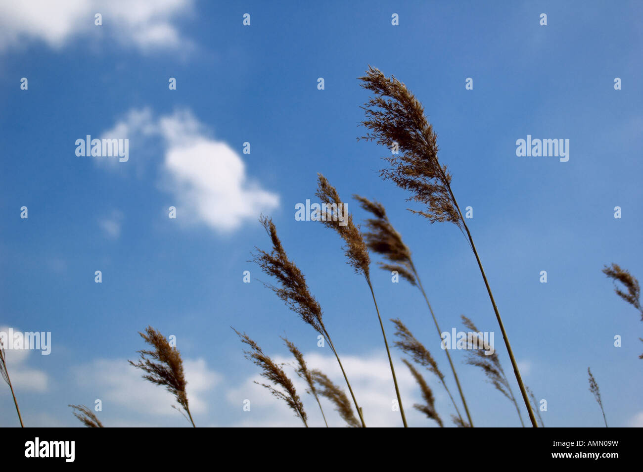 Reeds Blowing In Summer Breeze, Looking Up At Blue And Cloudy Sky Stock ...