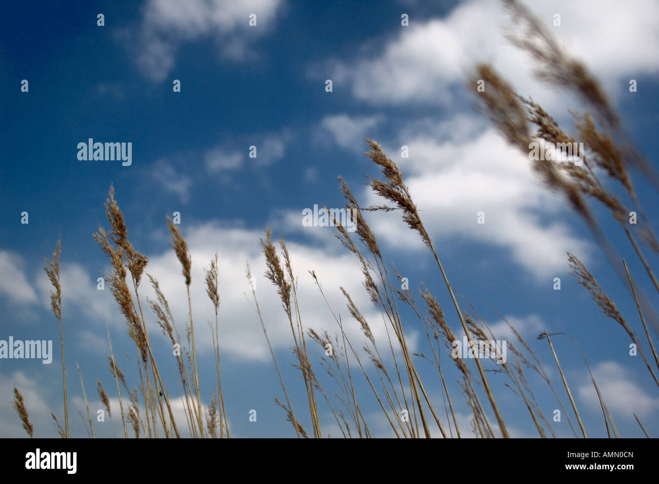 Reeds Blowing In Summer Breeze, Looking Up At Blue And Cloudy Sky Stock ...