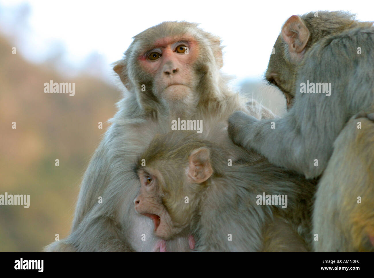 Preening monkeys hi-res stock photography and images - Alamy