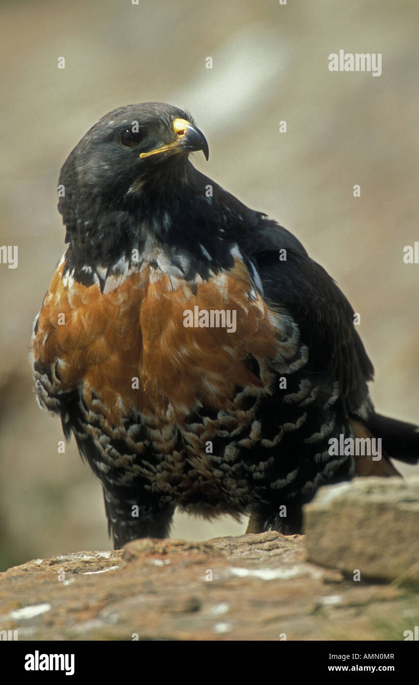 Jackal Buzzard (Buteo rufofuscus) South Africa Stock Photo - Alamy
