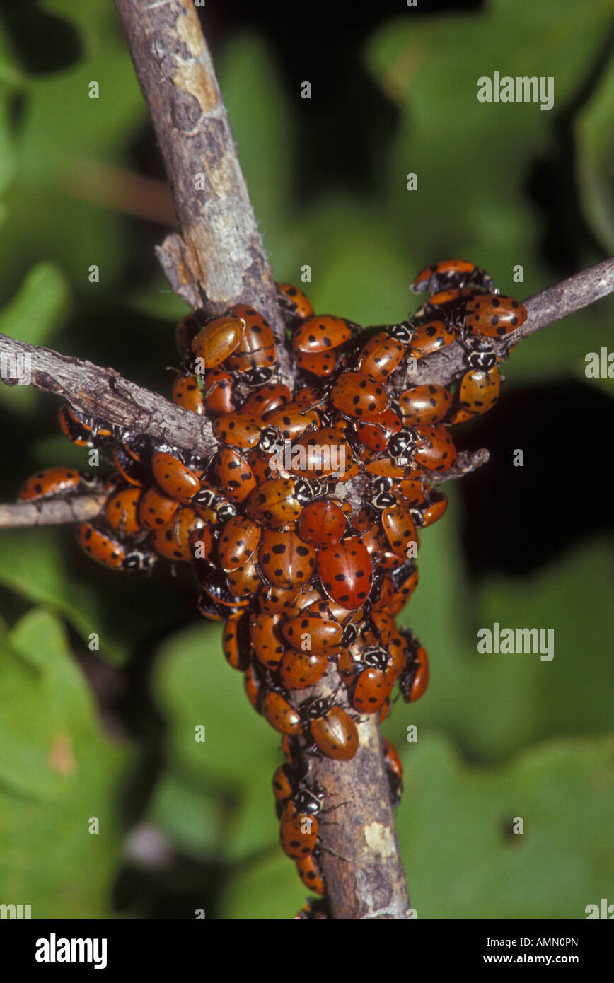 Ladybird Beetles (ladybugs) (Hippodamia convergens) Southern Arizona ...