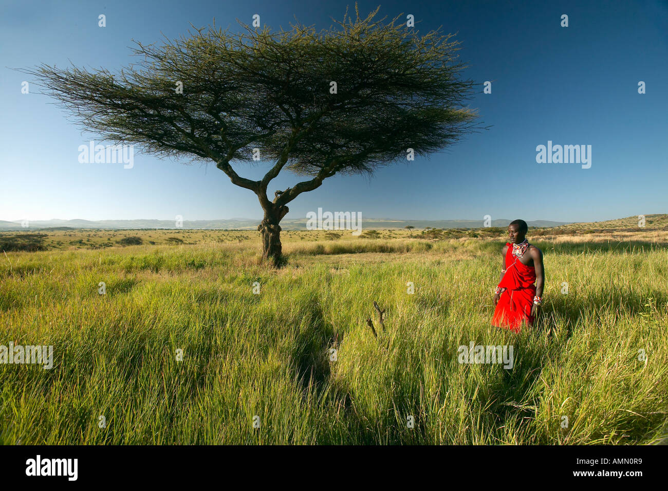 Masai Warrior in red standing near Acacia tree and surveying landscape ...
