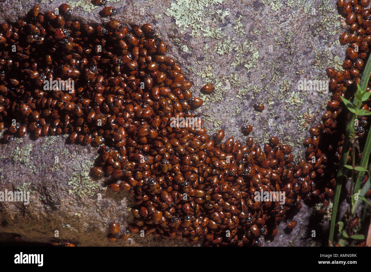 Ladybird Beetles (ladybugs) (Hippodamia convergens) Southern Arizona ...