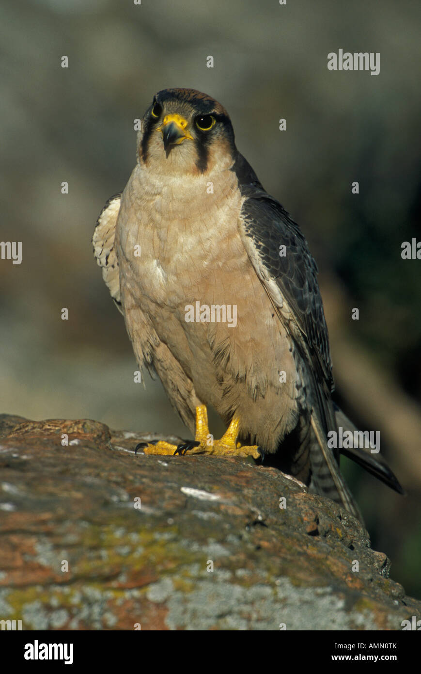 Lanner Falcon (Falco biarmicus) South Africa Stock Photo - Alamy