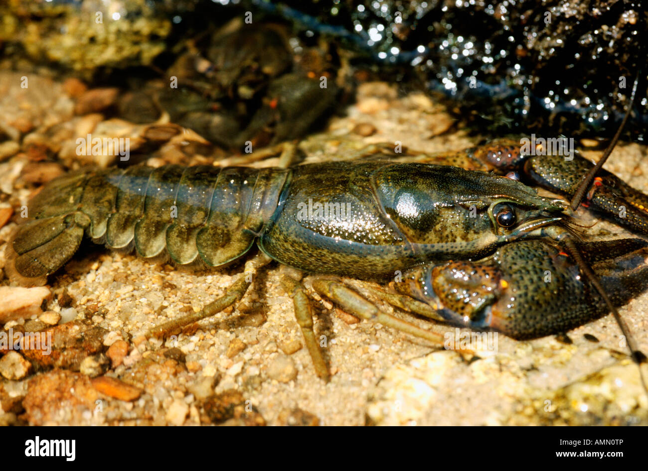 Noble Crayfish Astacus astacus ecrevisse aa pieds rouges morvan france ...