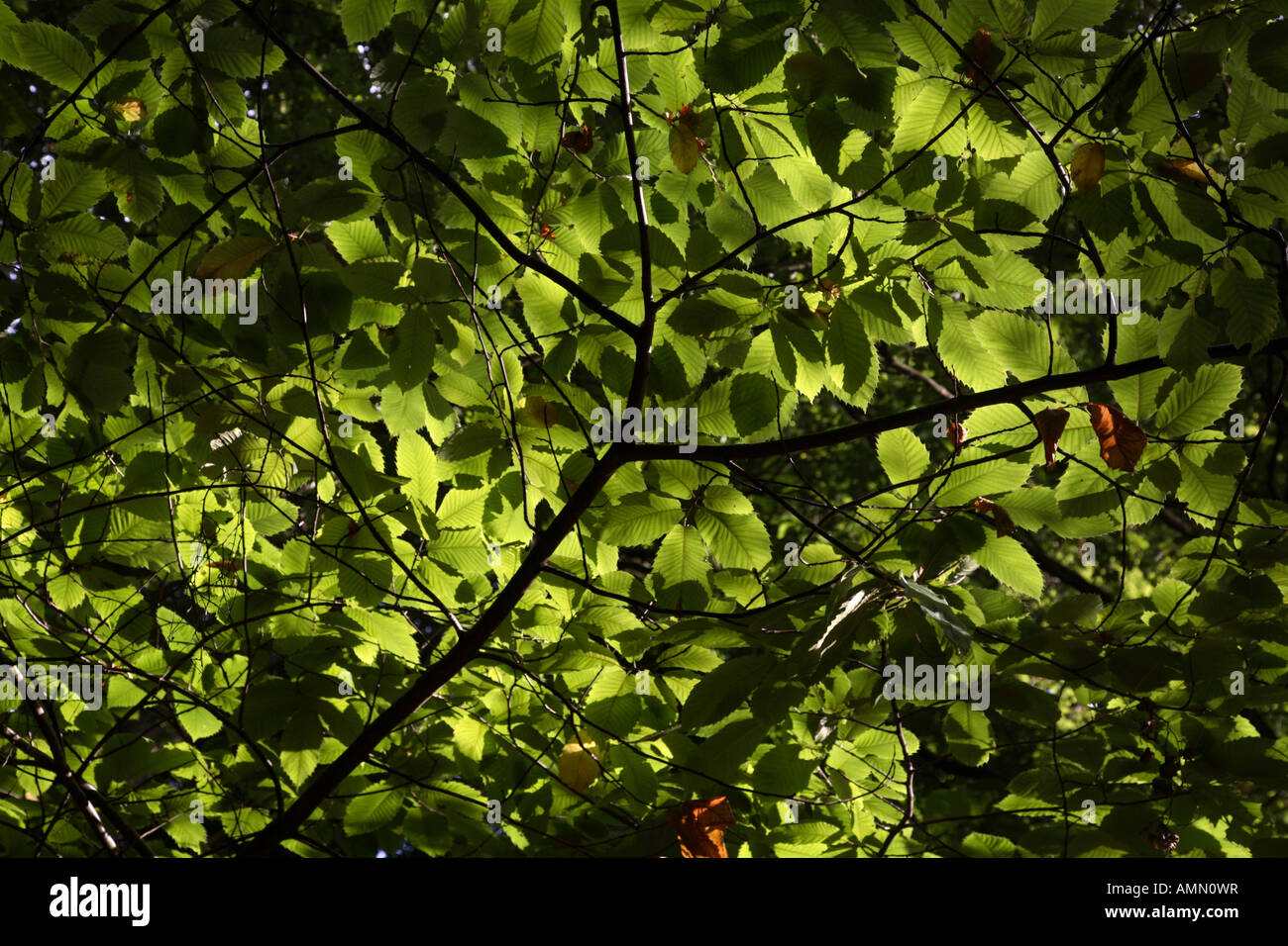 Leaves and Branches Stock Photo - Alamy
