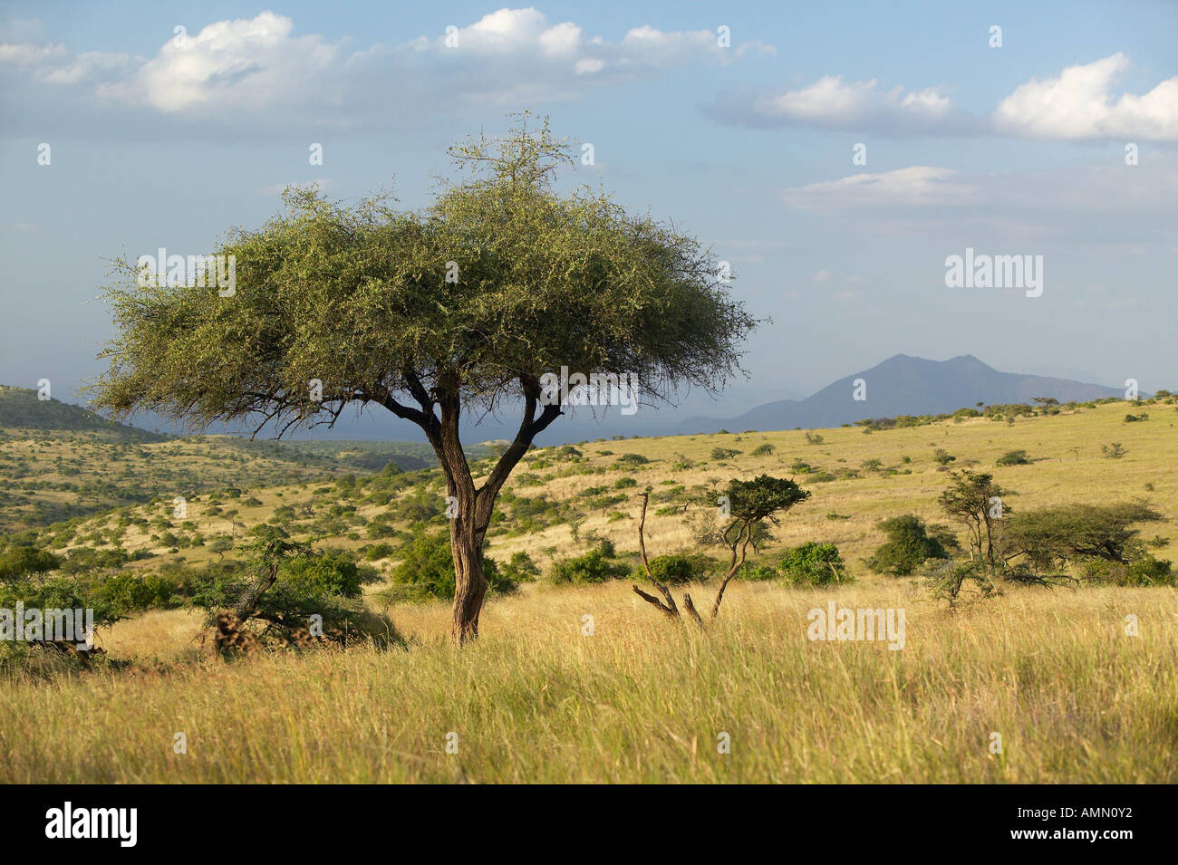 Lewa conservancy landscape hi-res stock photography and images - Alamy