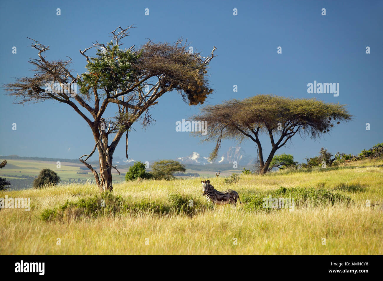 Endangered Grevy s Zebra and Acacia Tree in foreground in front of ...