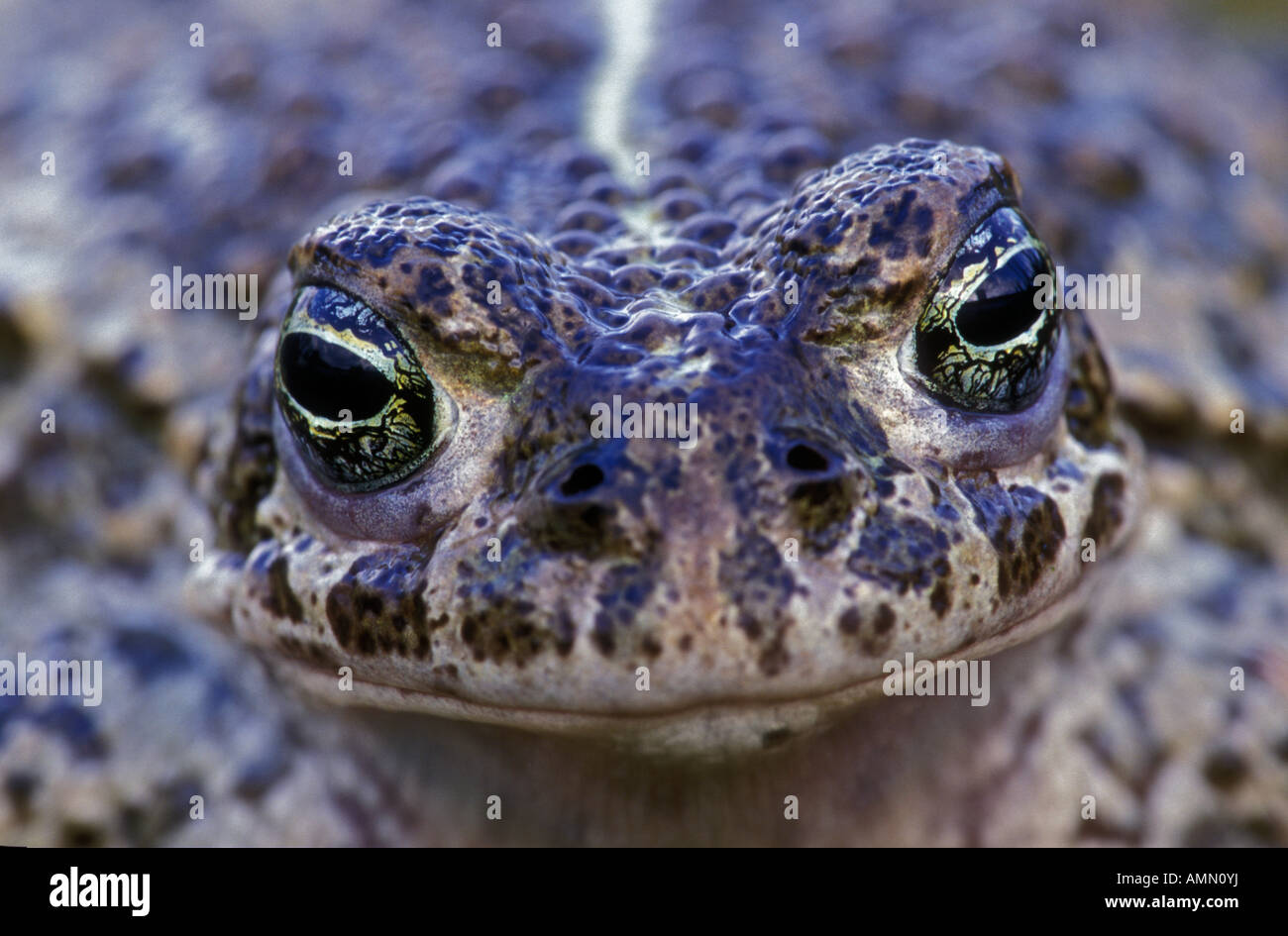 Protected species in the uk hi-res stock photography and images - Alamy