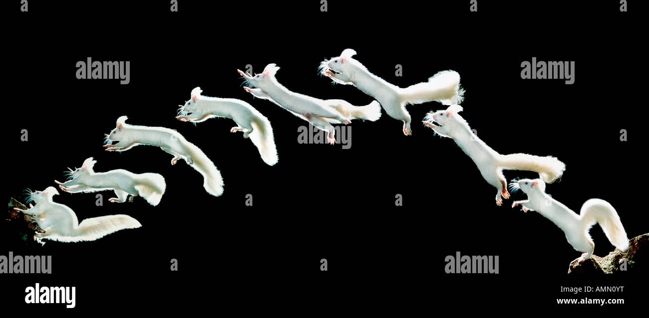 Red Squirrel albinotic Sciurus vulgaris Ecureuil d europe blanc albinos ...