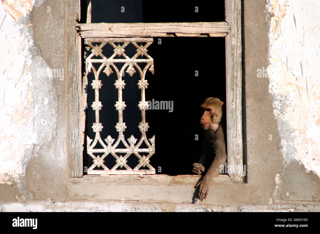 Monkey window india hi-res stock photography and images - Alamy