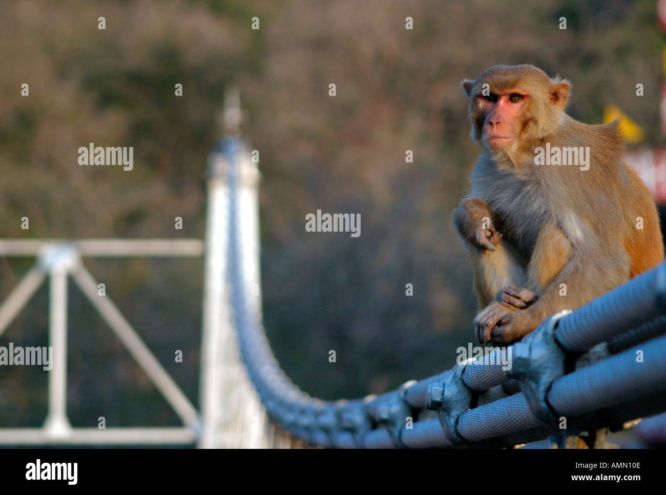 Monkey Bridge Stock Photos & Monkey Bridge Stock Images - Alamy