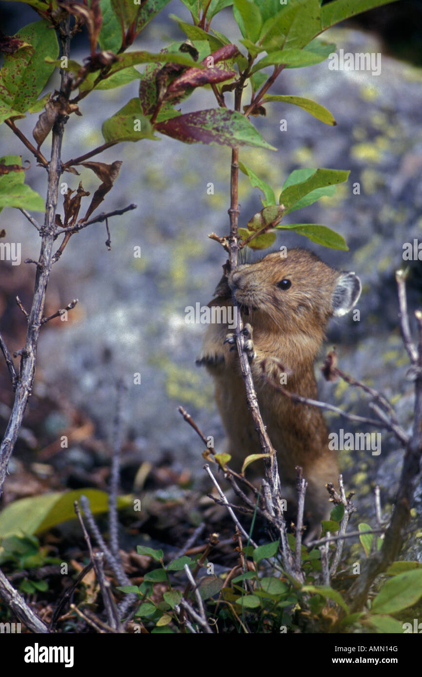 Vegetation mammal rodent tailless herbivore lichen colony territorial ...