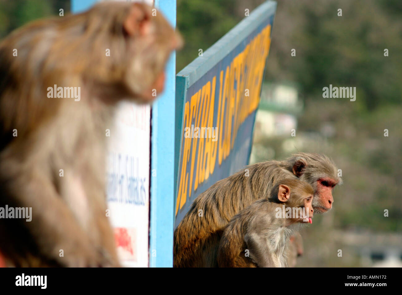 indian monkeys in rishikesh Stock Photo - Alamy