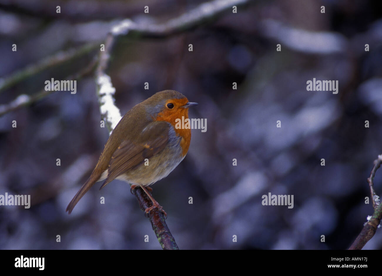 Male European Robin (Erithacus rubecula) - Male - England UK Stock ...
